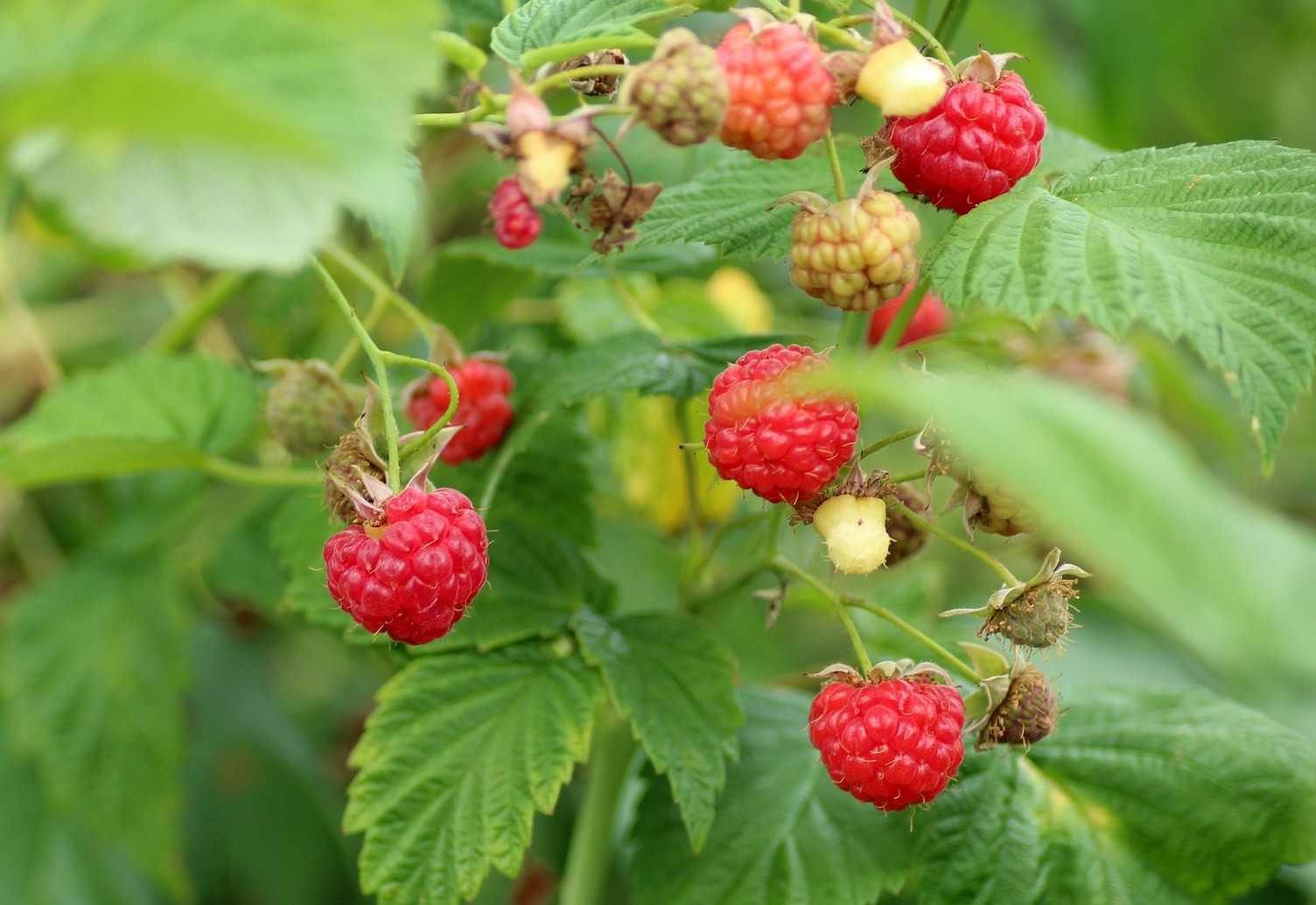 Himbeeren pflanzen, schneiden & pflegen | HAUERT Dünger