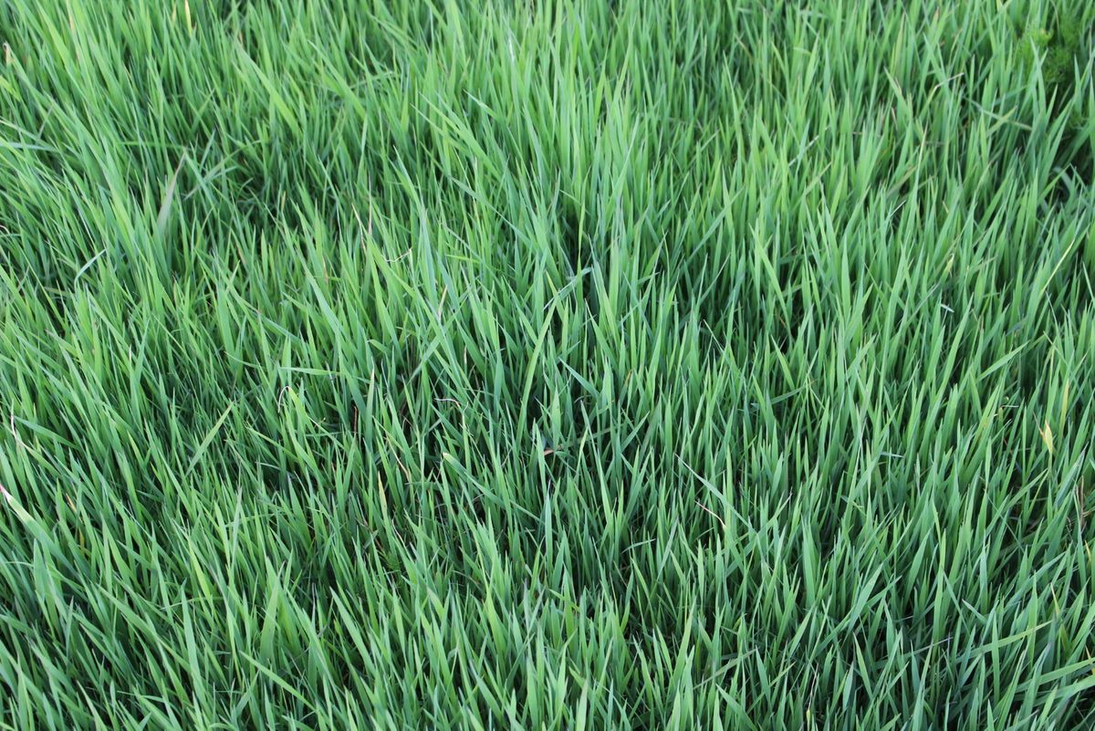 Agrostide (Agrostis) | Engrais HAUERT