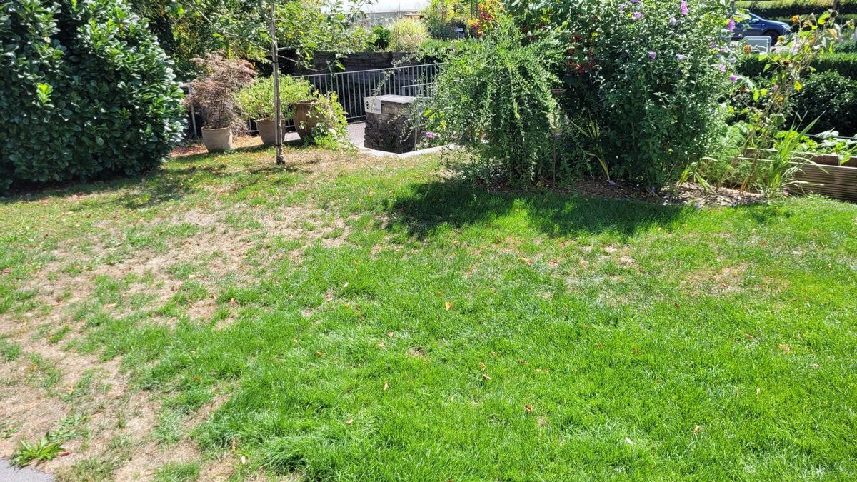 Rasen renovieren nach der Sommerhitze | HAUERT