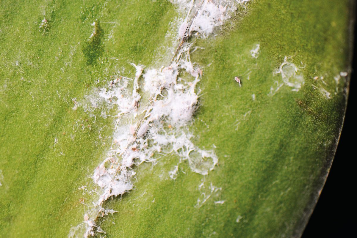 Lutte contre les poux farineux : ces remèdes aident | Engrais HAUERT